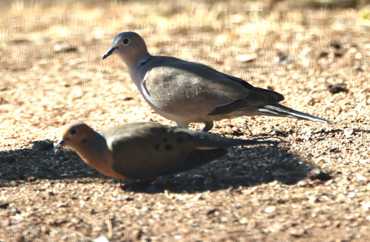 eBird Checklist - 12 Aug 2024 - Casner road - 10 species (+1 other taxa)