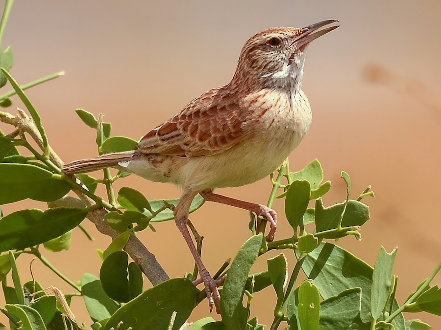 Somali Lark - eBird