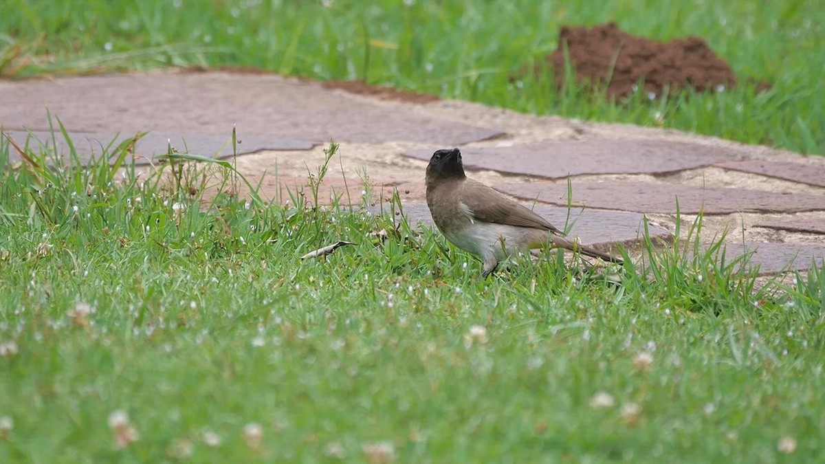 ML622449077 - Common Bulbul - Macaulay Library