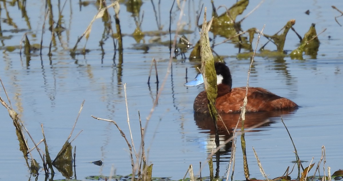 eBird Checklist - 12 Aug 2024 - I-20 Wildlife Preserve, Midland US-TX ...