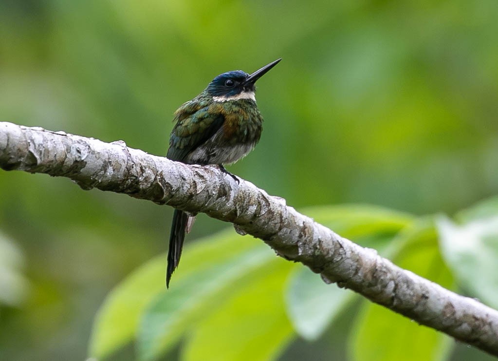 eBird Checklist - 11 Aug 2024 - Presidente Figueiredo--Aldeia Marí Marí ...