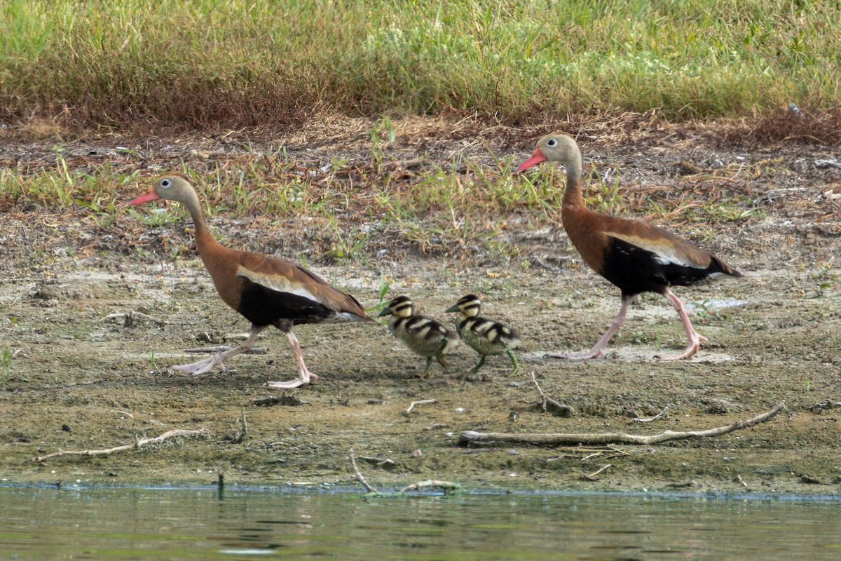 eBird Checklist - 12 Aug 2024 - Duncan Lagoons - 15 species