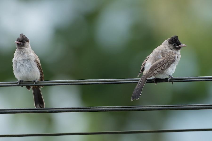 Red-vented x Sooty-headed Bulbul (hybrid) - eBird