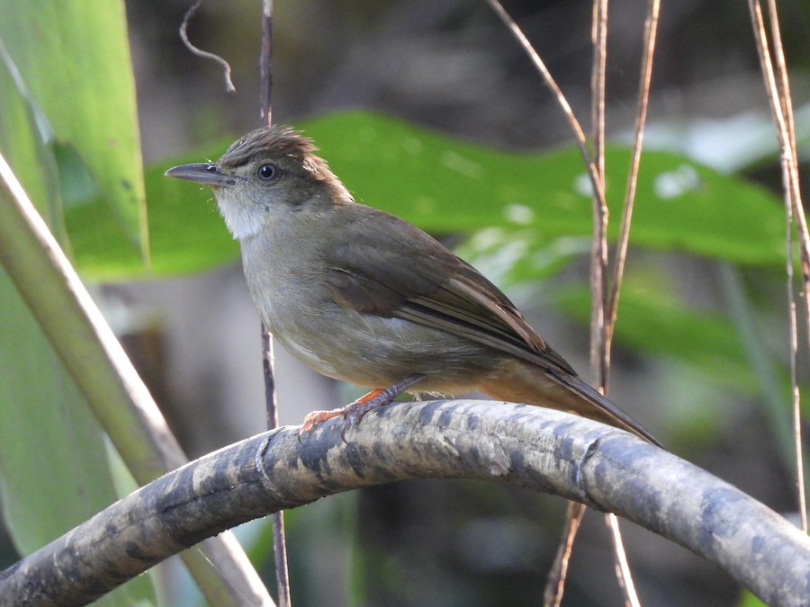 Grey-eyed Bulbul (innectens) - eBird