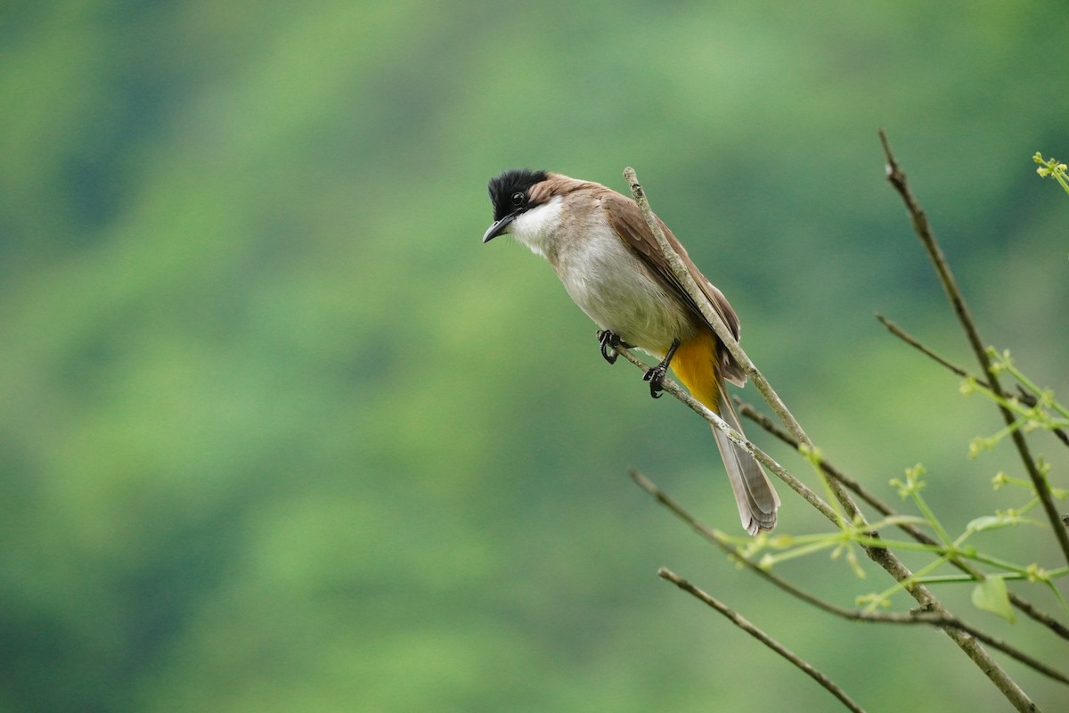 eBird Checklist - 26 Jun 2024 - 卧龙大熊猫博物馆及保护中心 (Wolong Giant Panda ...