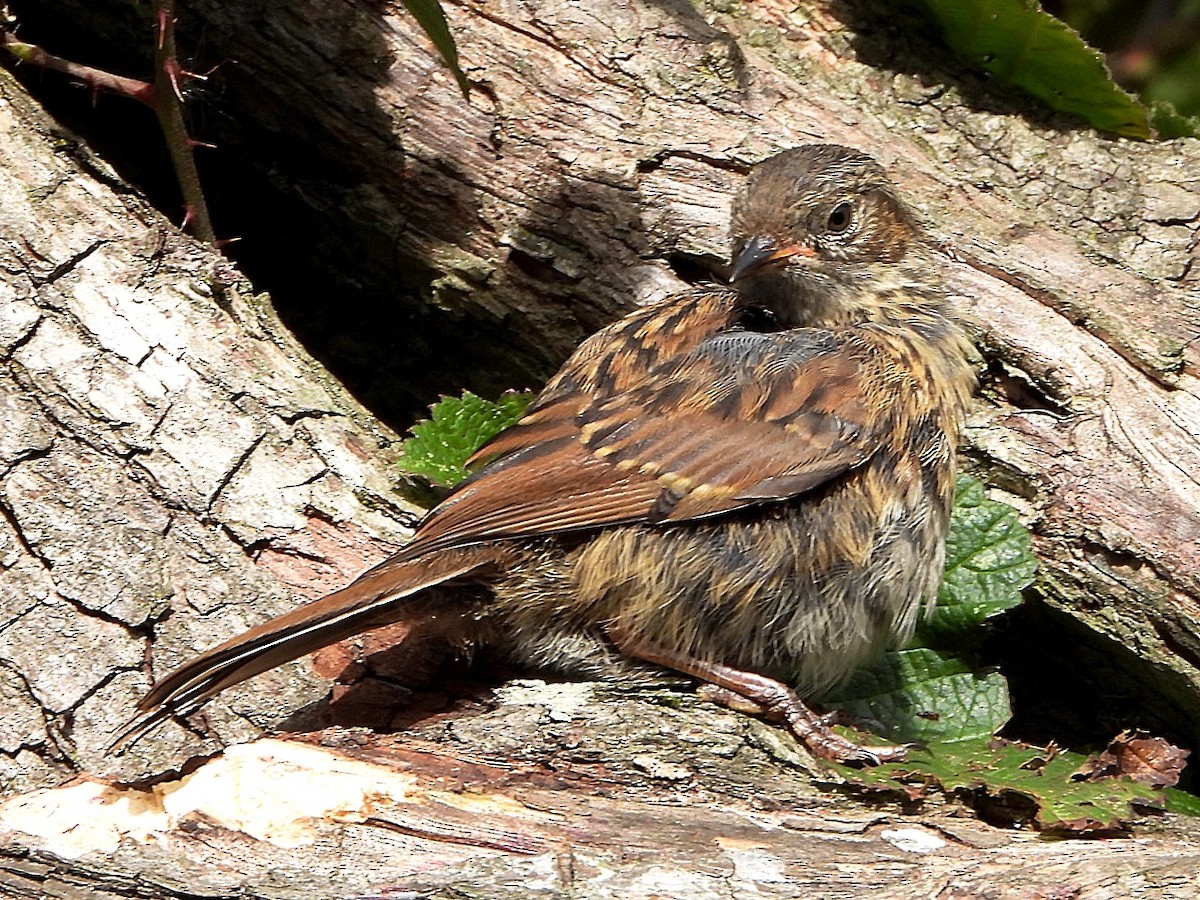 eBird Checklist - 13 Aug 2024 - Fairburn Ings RSPB Reserve - 13 species