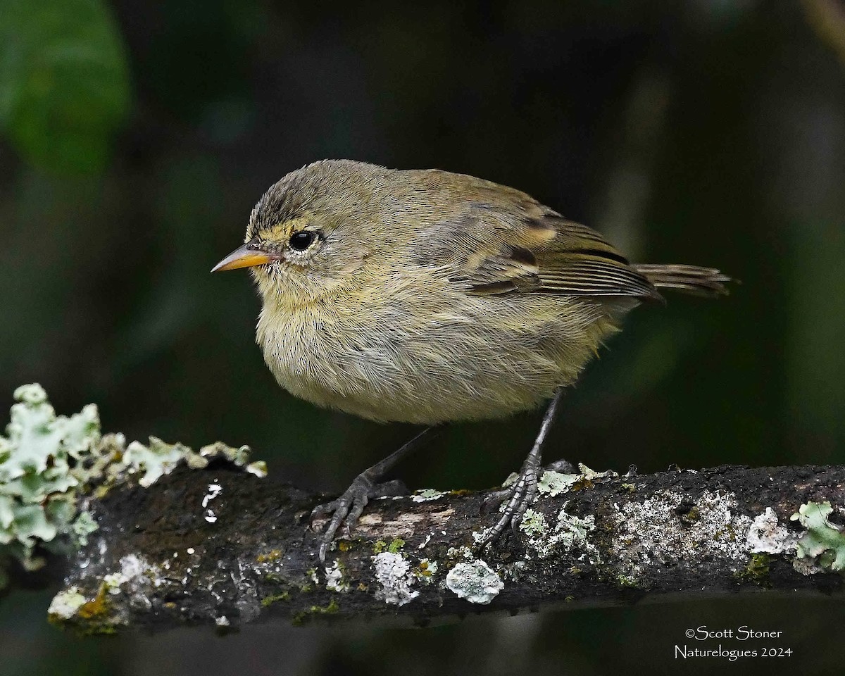 ML622474418 - Gray Warbler-Finch - Macaulay Library
