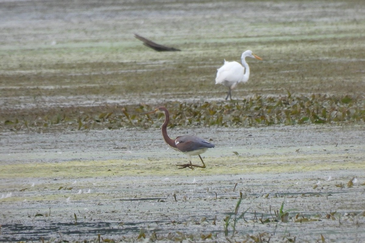 eBird Checklist - 8 Aug 2024 - Prairie Lane Wetlands (historical) - 32 ...