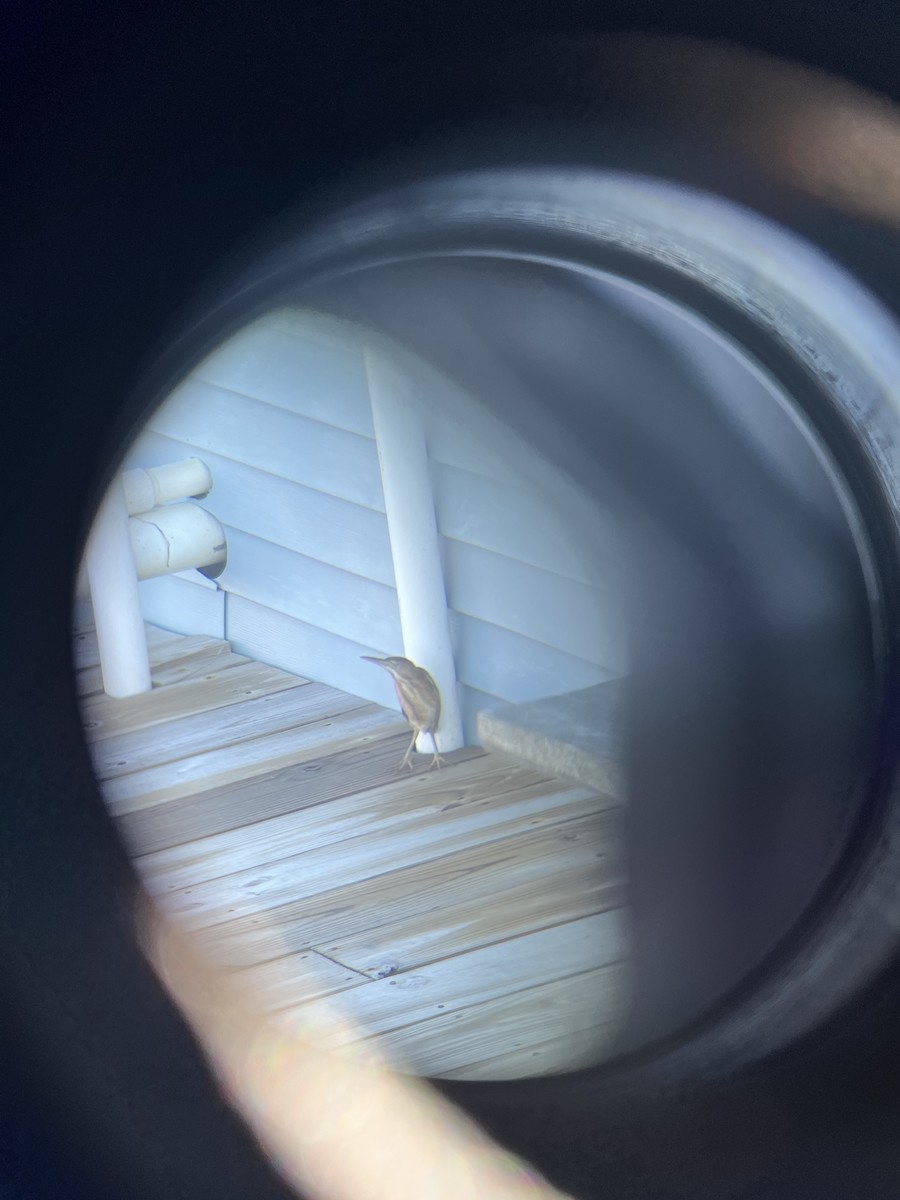 eBird Checklist - 13 Aug 2024 - East Islip Marina Park, East Islip US ...