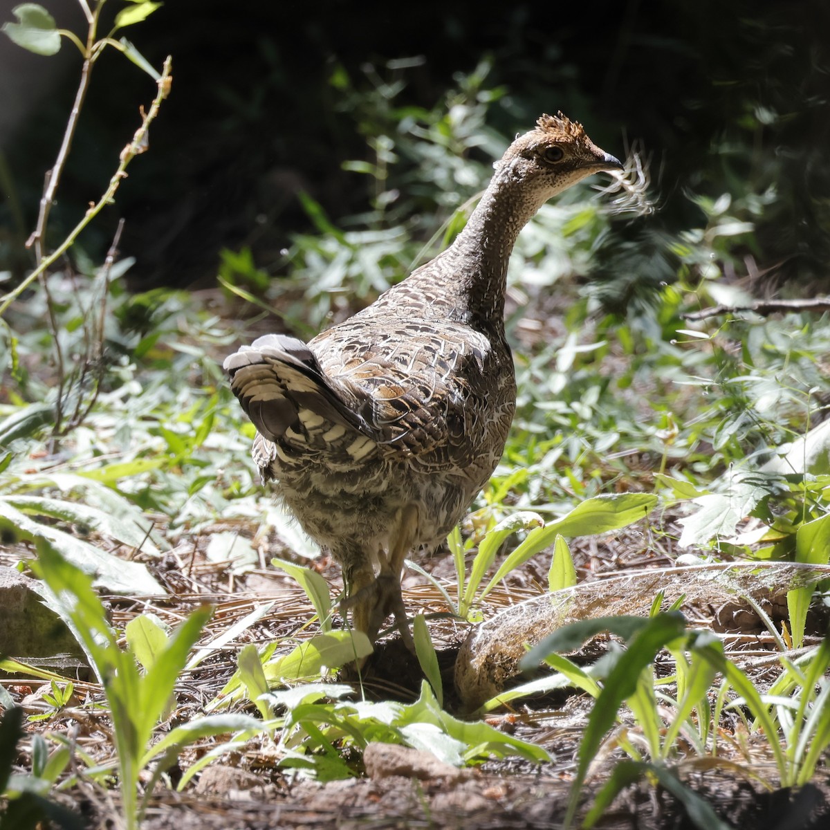 eBird Checklist - 13 Aug 2024 - Tahoe NF--Sagehen Creek Trail (NEV Co ...