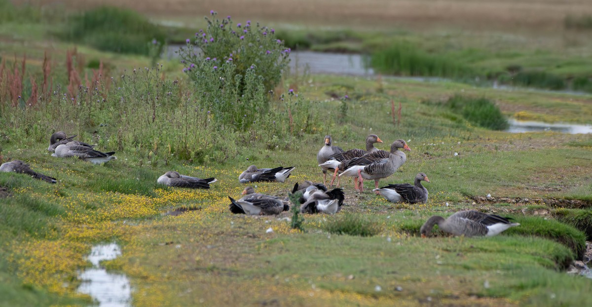 eBird Checklist - 17 Jul 2024 - Frampton Marsh RSPB Reserve - 64 species