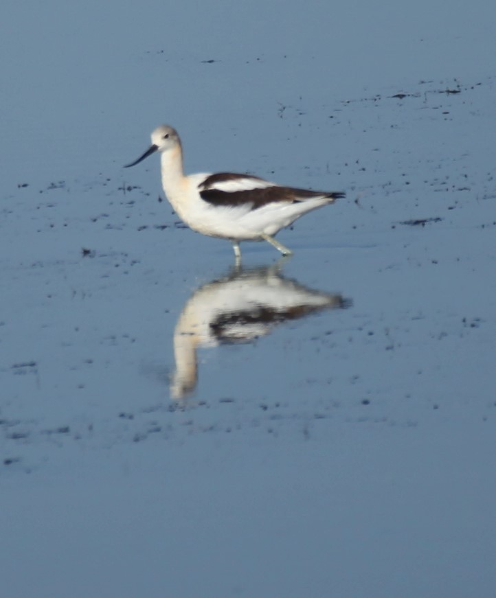 eBird Checklist - 13 Aug 2024 - Kellys Slough NWR--Observation platform ...