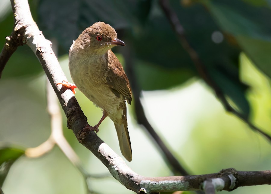 Cream-vented Bulbul (Red-eyed) - eBird