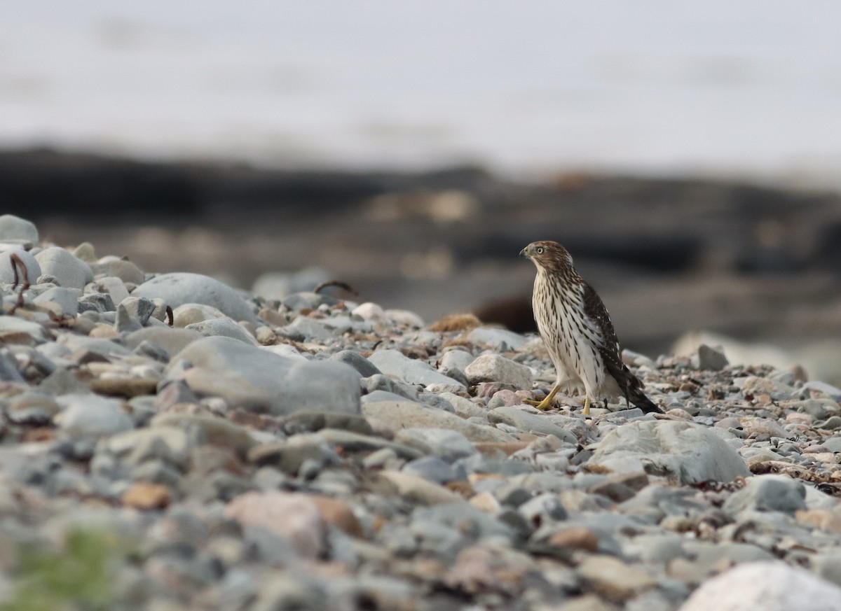 eBird Checklist - 14 Aug 2024 - Hartlen Point - 58 species