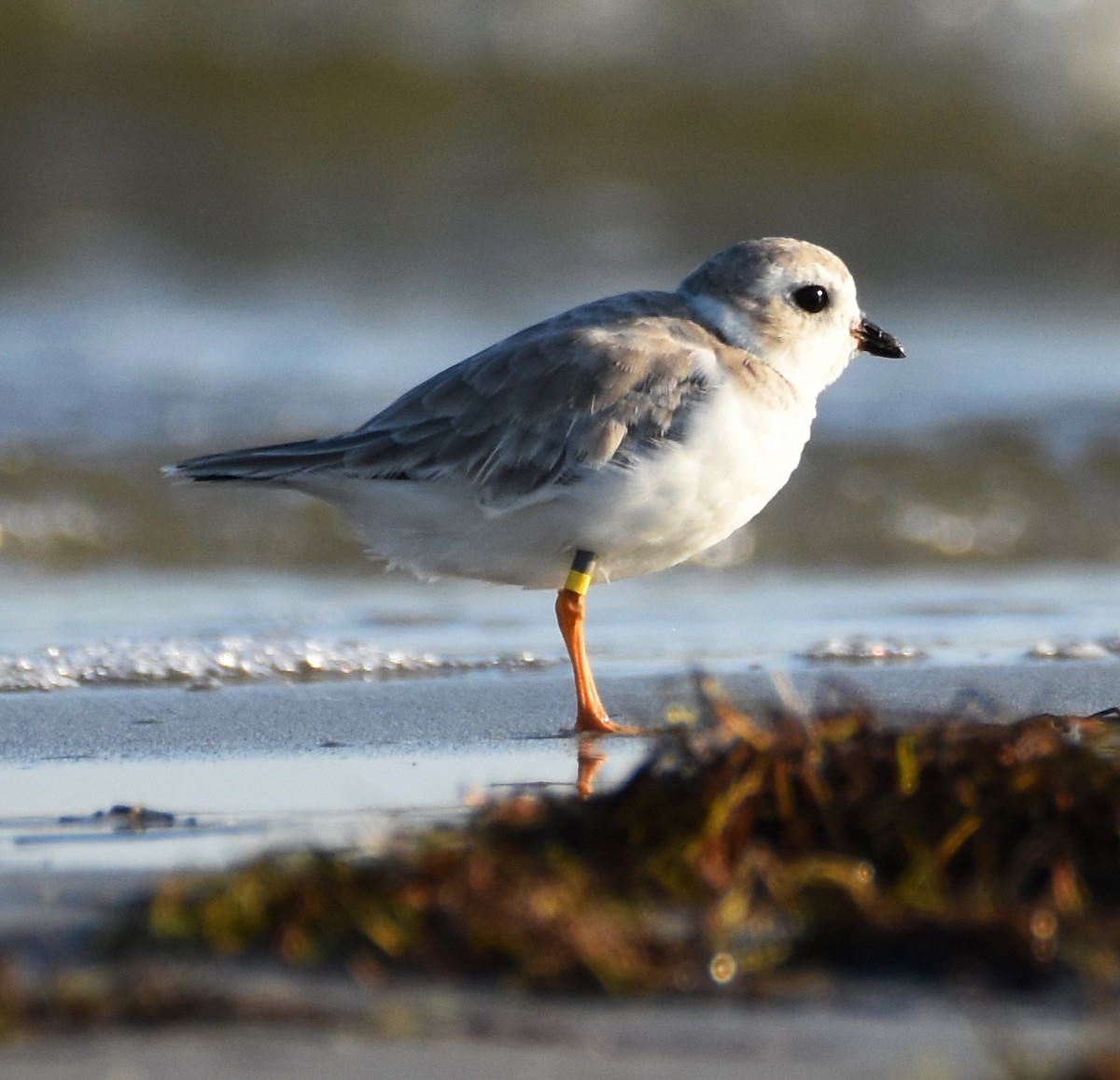 eBird Checklist - 14 Aug 2024 - Cedar Island Ferry Terminal - 18 species