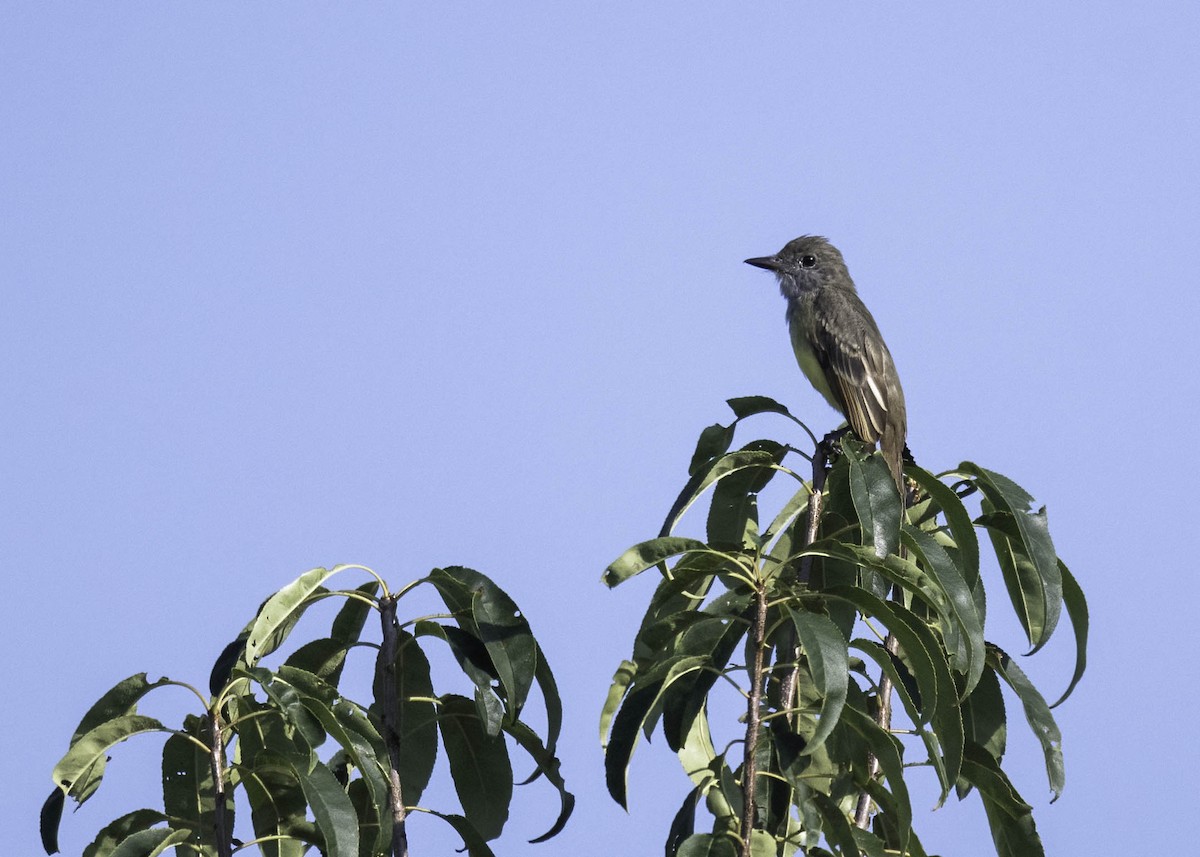 eBird Checklist - 14 Aug 2024 - SBEAS Point Count, Pokagon Band Tribal ...