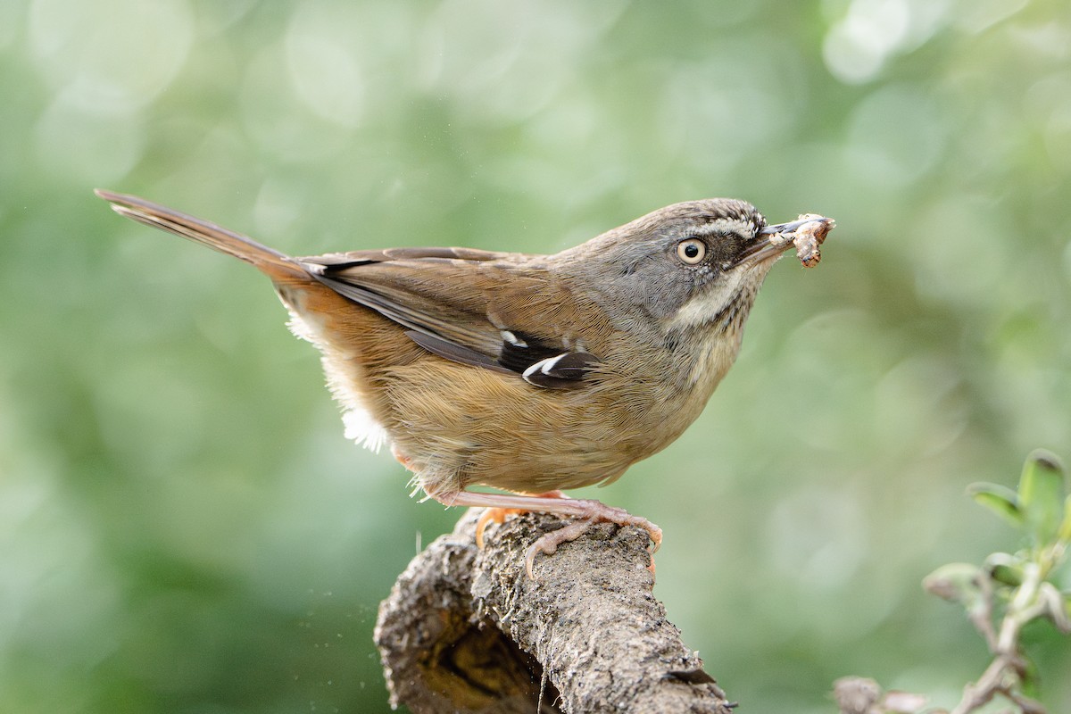 eBird Checklist - 14 Aug 2024 - Yarra Bend Park--Dights Falls - 22 species