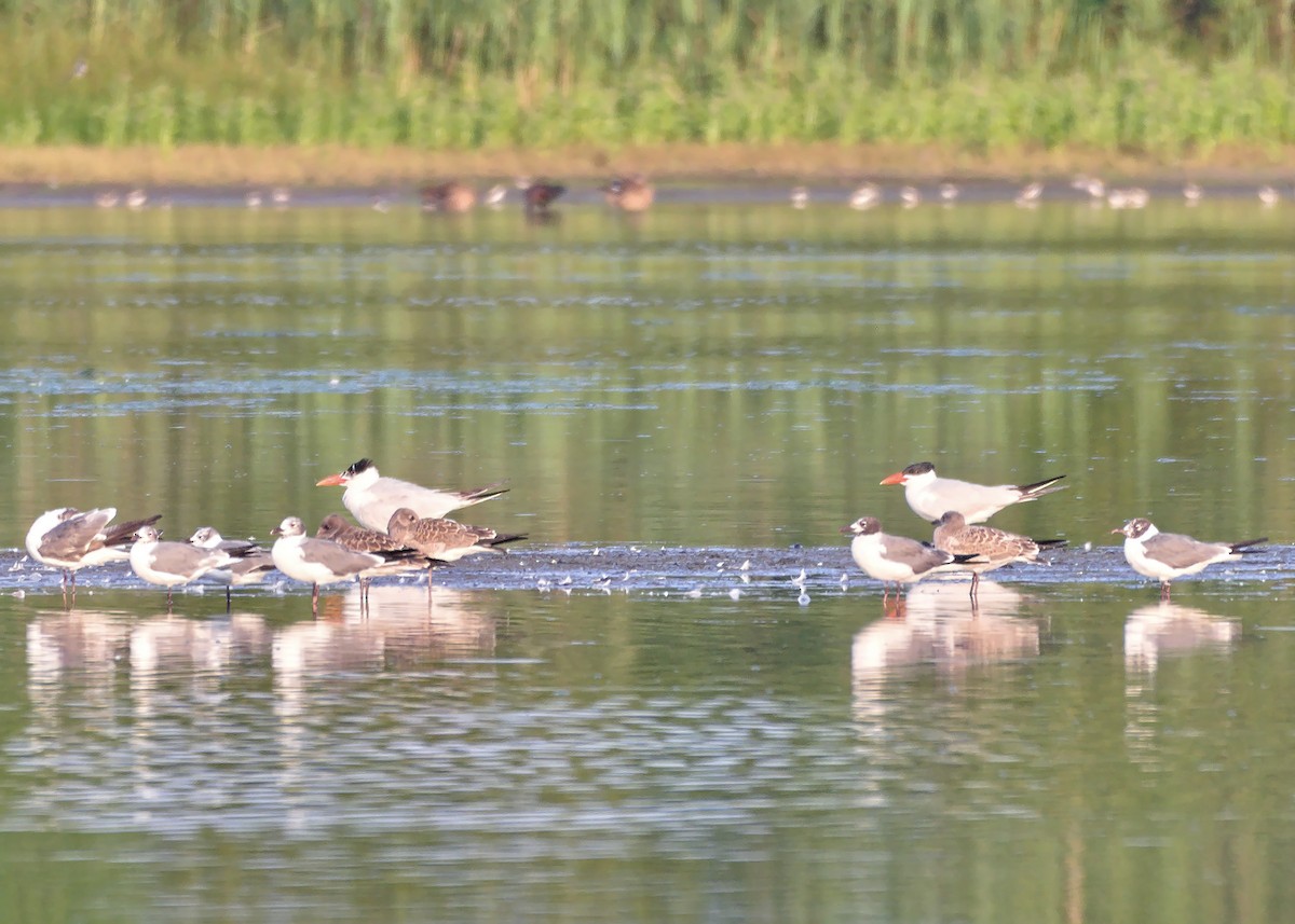 eBird Checklist - 14 Aug 2024 - Jamaica Bay Wildlife Refuge--East Pond ...