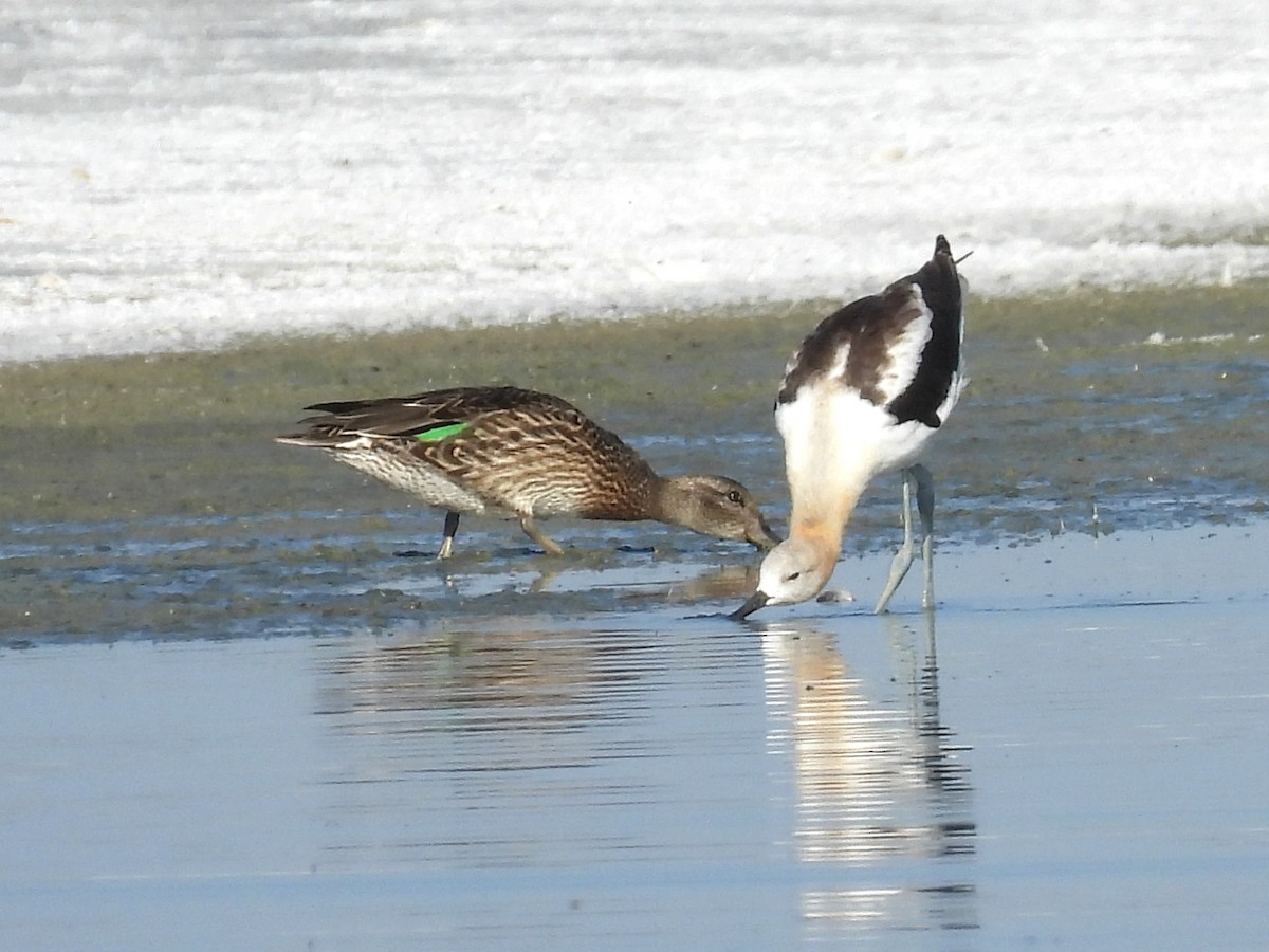 eBird Checklist - 10 Aug 2024 - Miquelon Lake Provincial Park - 20 ...