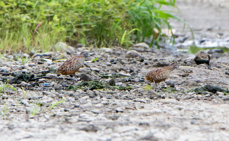 buttonquail sp. - eBird