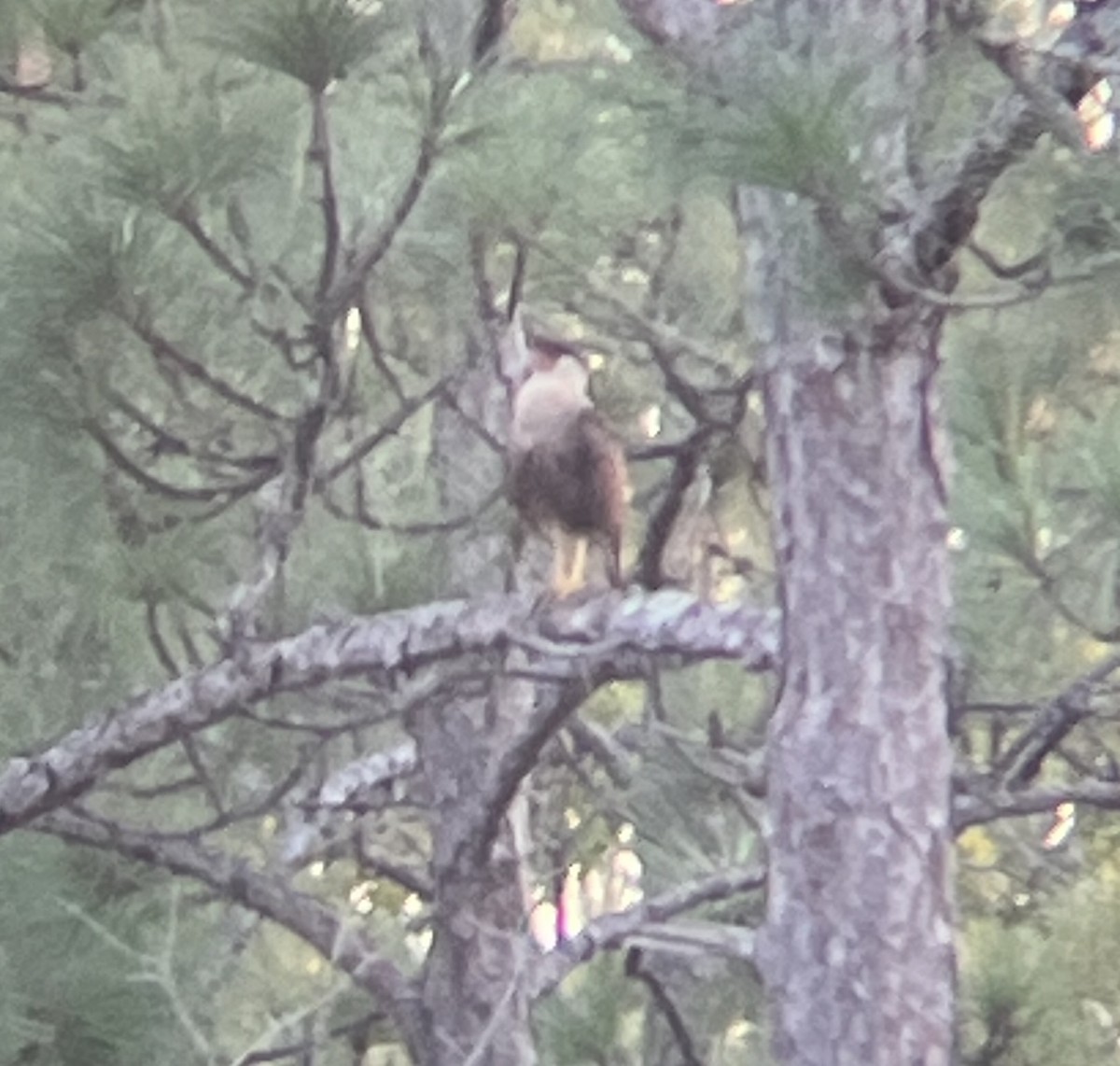 eBird Checklist - 14 Aug 2024 - Jennings SF-- Artesian Farm Rd ...