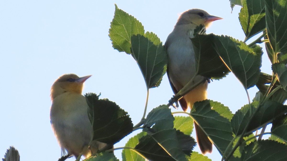 eBird Checklist - 15 Aug 2024 - M and M Amparo - 2 species