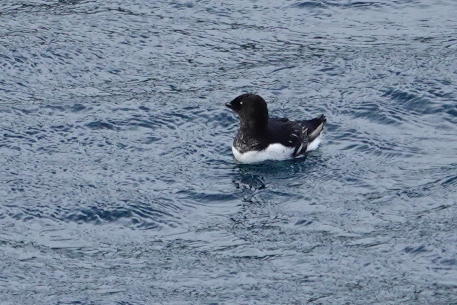 eBird Checklist - 6 Aug 2024 - Pointe à Henry - 14 species