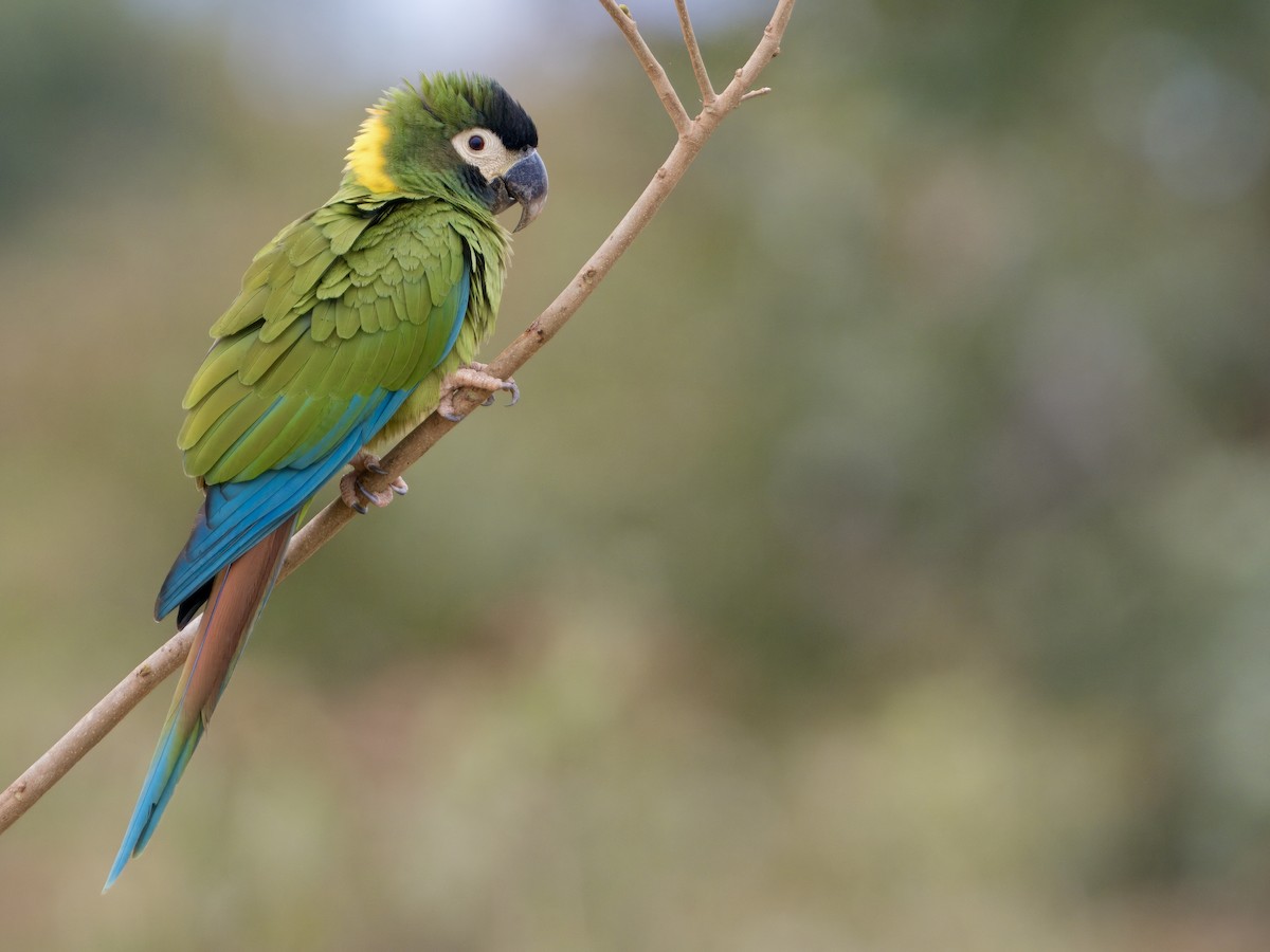 ML622543646 - Yellow-collared Macaw - Macaulay Library
