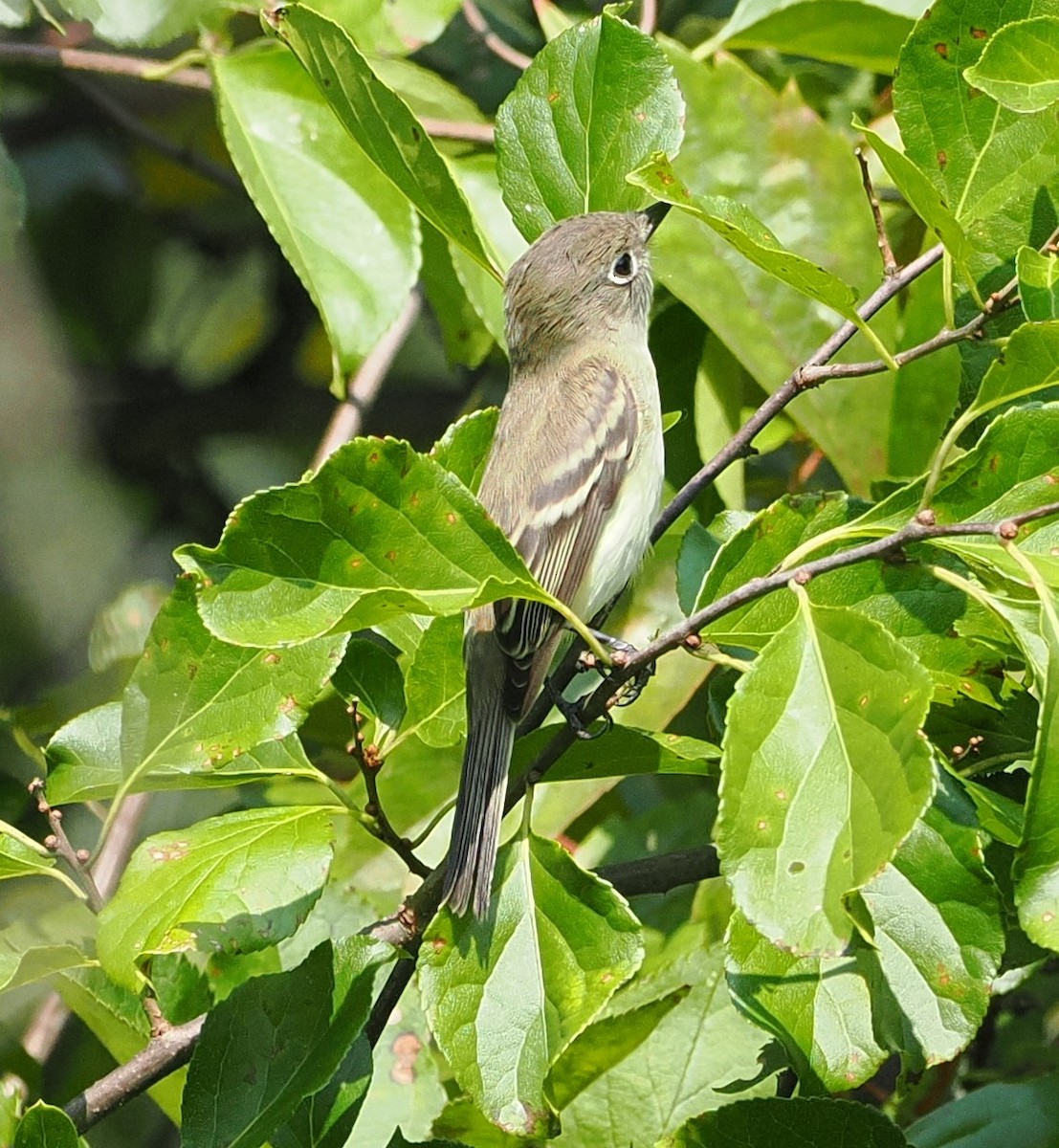 eBird Checklist - 15 Aug 2024 - Angora Fruit Farm - 19 species