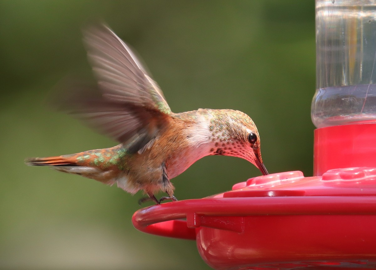 eBird Checklist - 13 Aug 2024 - Shane - 1 species