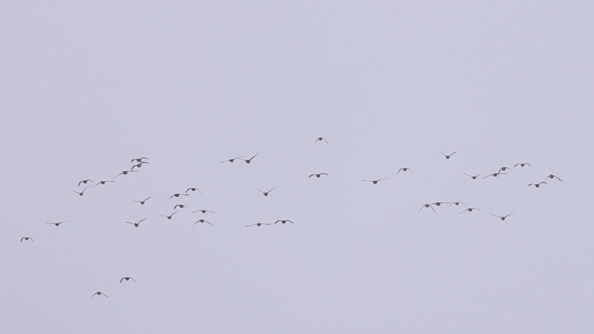 eBird Checklist - 15 Aug 2024 - Chimney Rock Hawk Watch - 54 species ...