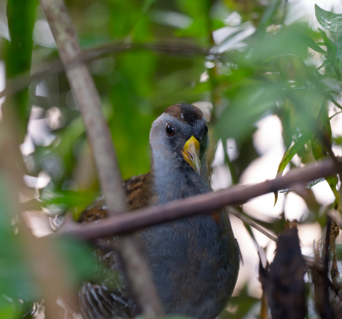 eBird Checklist - 15 Aug 2024 - Montrose Point Bird Sanctuary, Lincoln ...