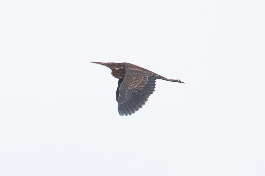 ML622575201 - Black Bittern - Macaulay Library