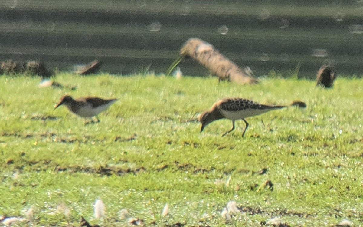 eBird Checklist - 16 Aug 2024 - Spruce Run Recreation Area - 42 species