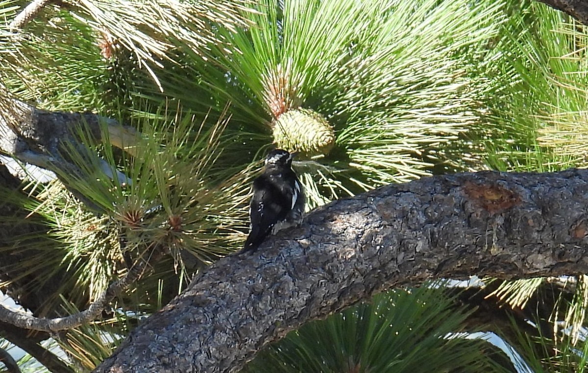 eBird Checklist - 16 Aug 2024 - Angeles NF--Blue Ridge Road (CA-2 to ...