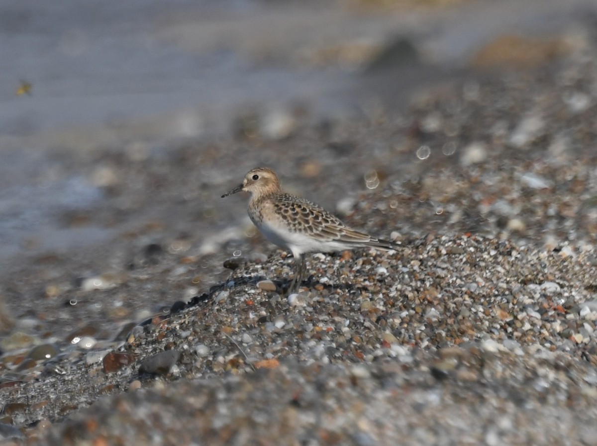 eBird Checklist - 16 Aug 2024 - Lorain Impoundment Lakeside Landing - 17 species