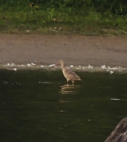 Pennsylvania Bird Atlas Checklist - 16 Aug 2024 - Middle Creek WMA ...