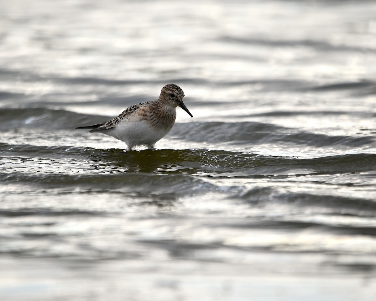 eBird Checklist - 16 Aug 2024 - Lorain Impoundment Lakeside Landing - 38 species