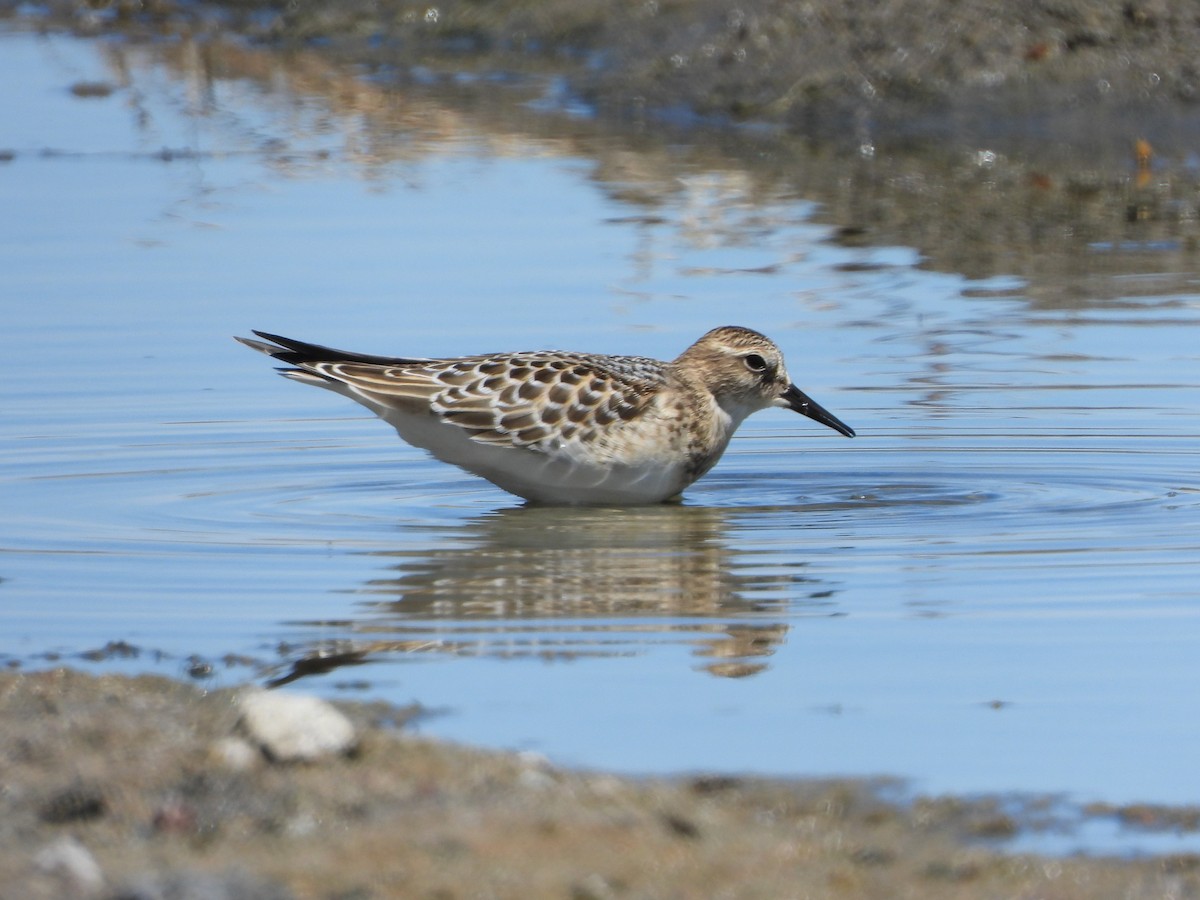 eBird Checklist - 13 Aug 2024 - Pyramid Lake—Beach South of “The Nets ...