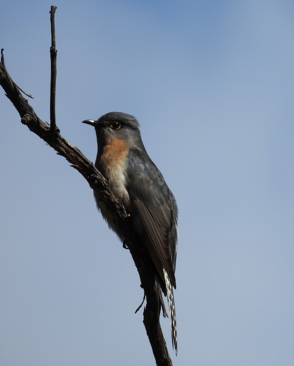 eBird Checklist - 17 Aug 2024 - Old Mill Road, Tingha 2369 - 17 species ...