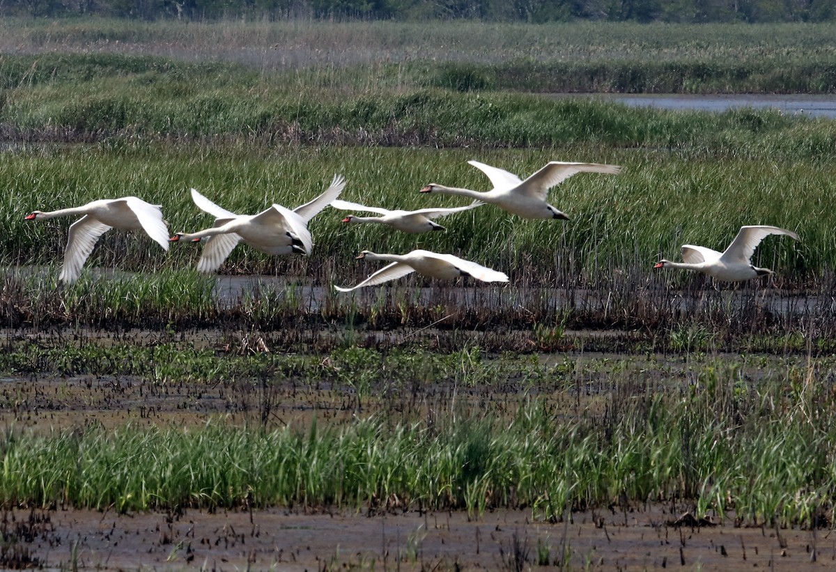 eBird Checklist - 23 Jun 2020 - 2631–2699 Whitehall Neck Rd, Smyrna US ...