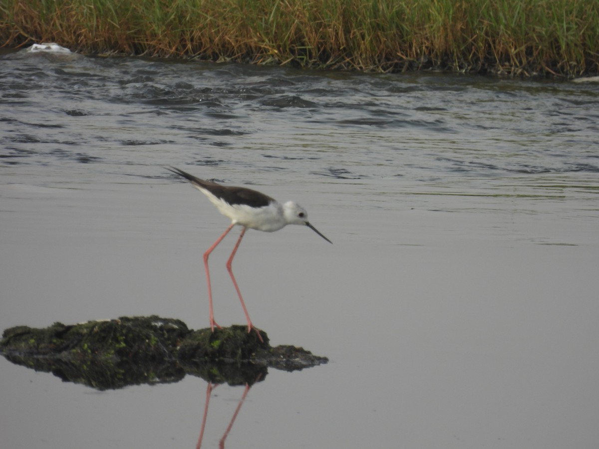 eBird Checklist - 17 Aug 2024 - Сарбандҳои обтозакунии Душанбе [Dushanbe Water Treatment ...