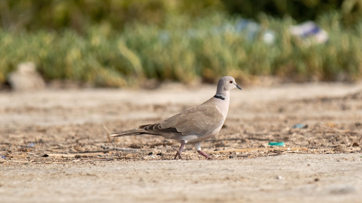 eBird Checklist - 17 Aug 2024 - Khor al-Beida - 23 species