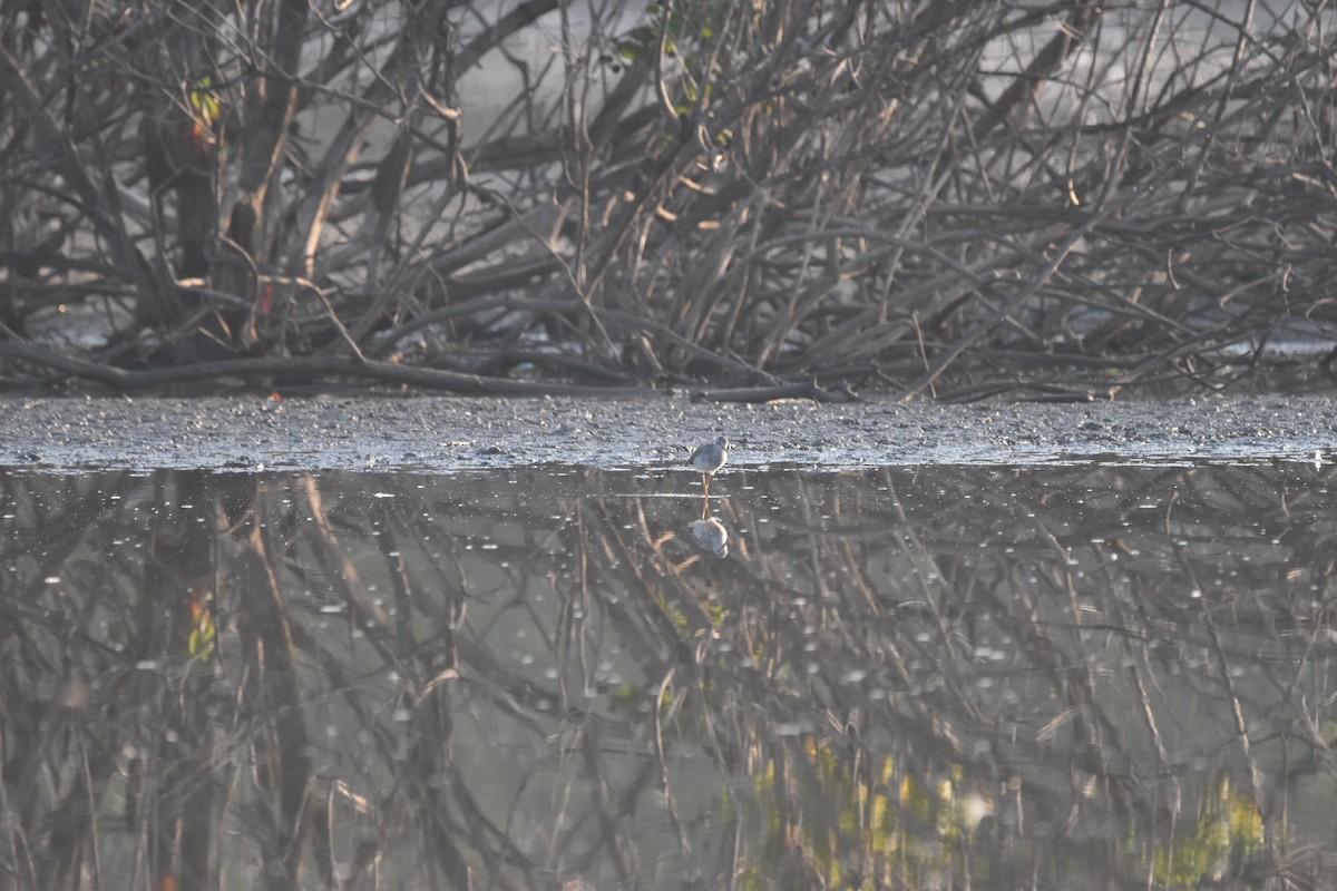 eBird Checklist - 17 Aug 2024 - Gilmore Ponds MetroPark - 26 species