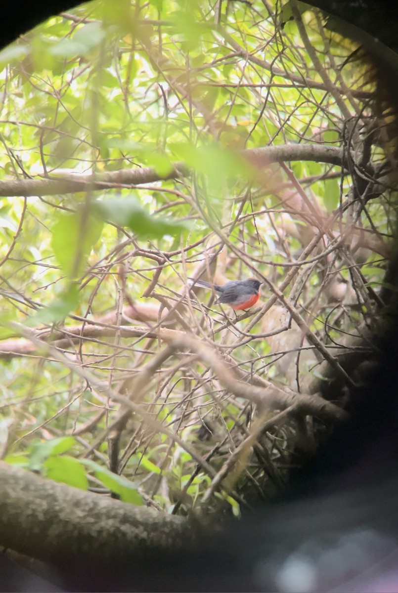 eBird Checklist - 17 Aug 2024 - Pine Lake Park & Stern Grove - 12 species