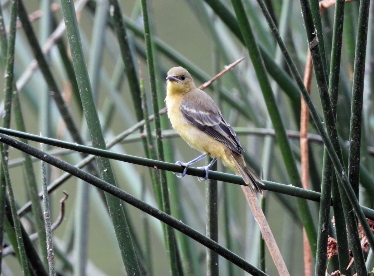 eBird Checklist - 17 Aug 2024 - Frank G. Bonelli RP/Puddingstone ...