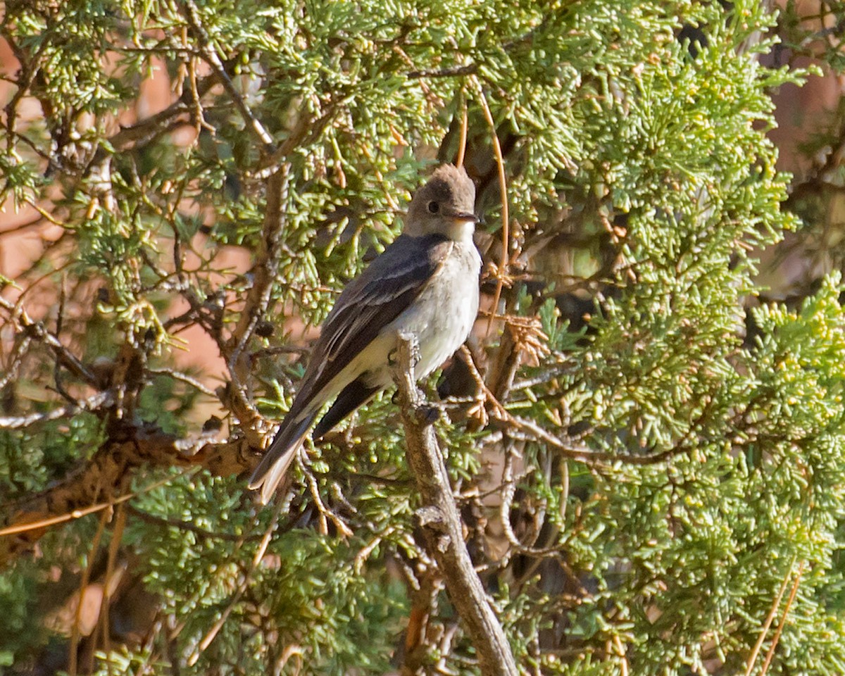 eBird Checklist - 17 Aug 2024 - Lost Spring - 23 species