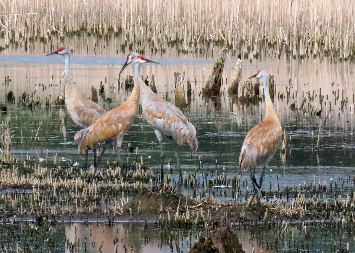 eBird Checklist - 17 Aug 2024 - Erie Marsh Preserve/Gun Club (no access Sep 1-Dec 15) - 58 species