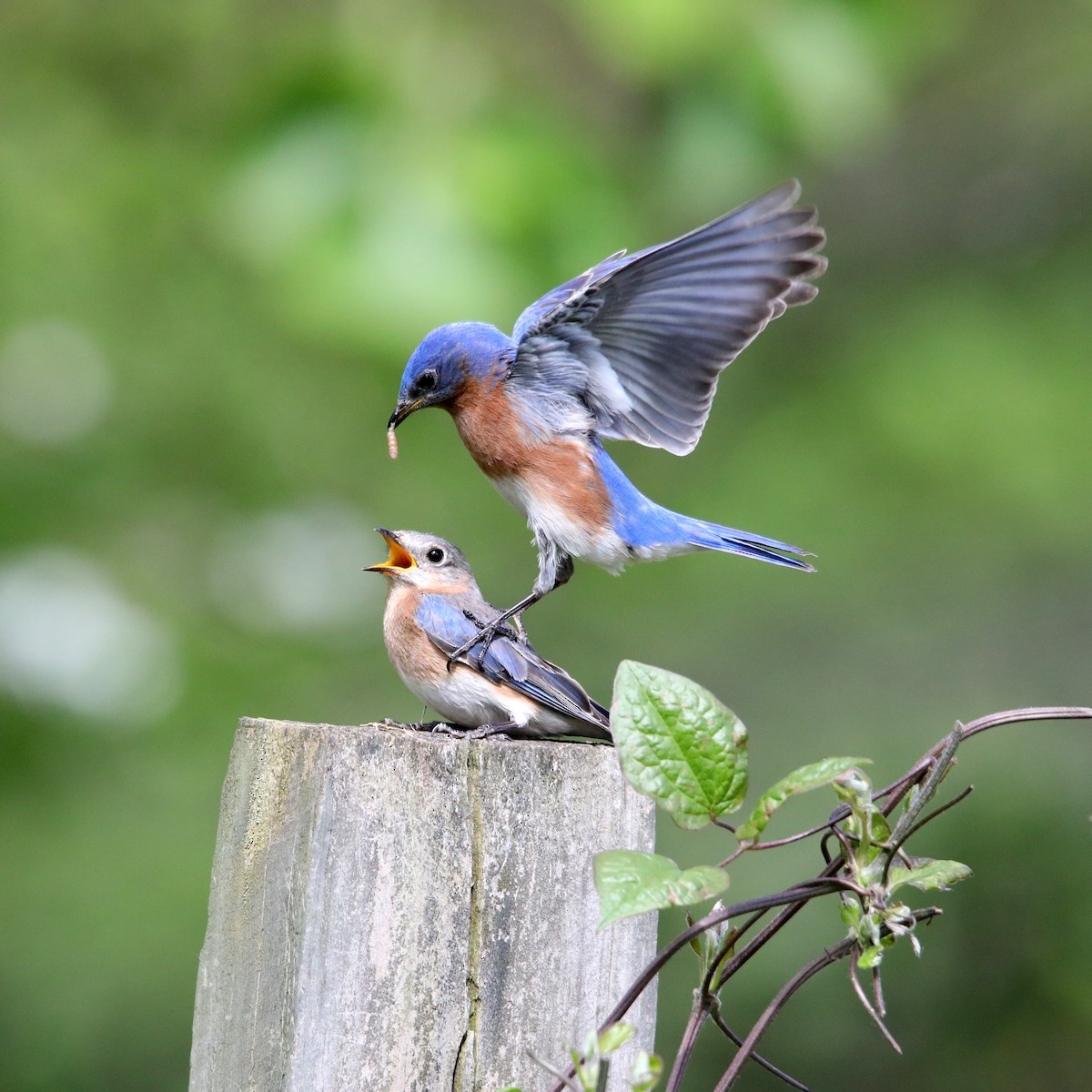 ML622622298 - Eastern Bluebird - Macaulay Library
