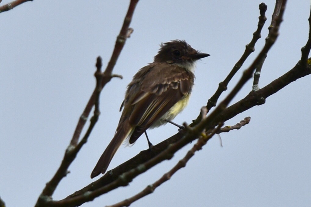 eBird Checklist - 17 Aug 2024 - Otselic River Overlook at Merrill Creek Rd. - 14 species